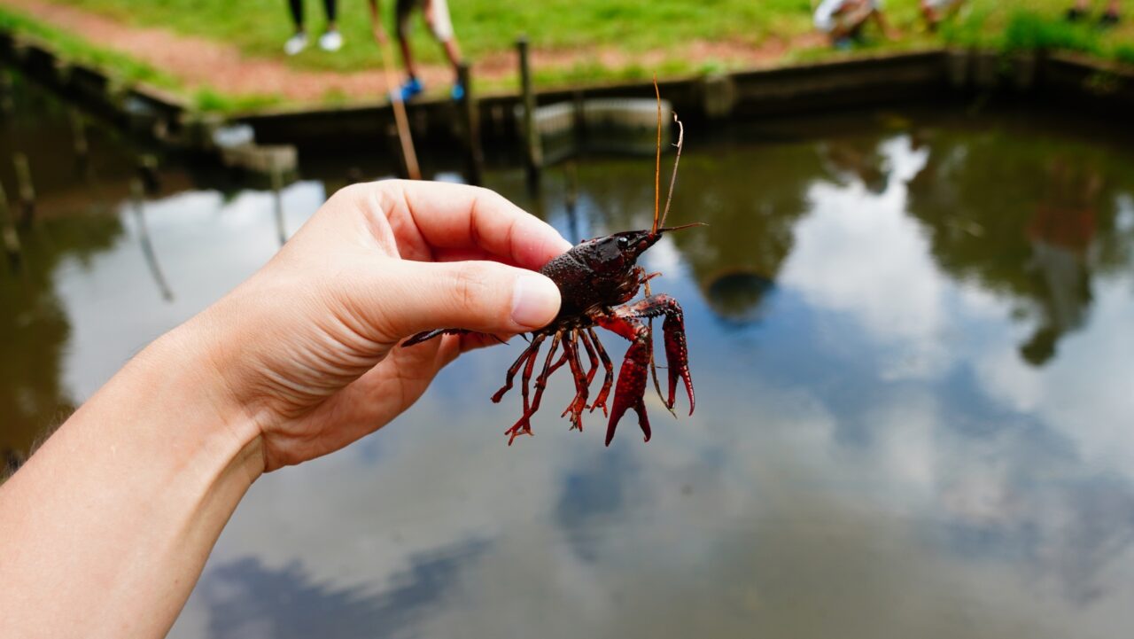 【横浜市金沢区】「金沢自然公園みずの谷」で「ザリガニ調査」が6月28日に開催されます。 | 号外NET 横浜市磯子区・金沢区
